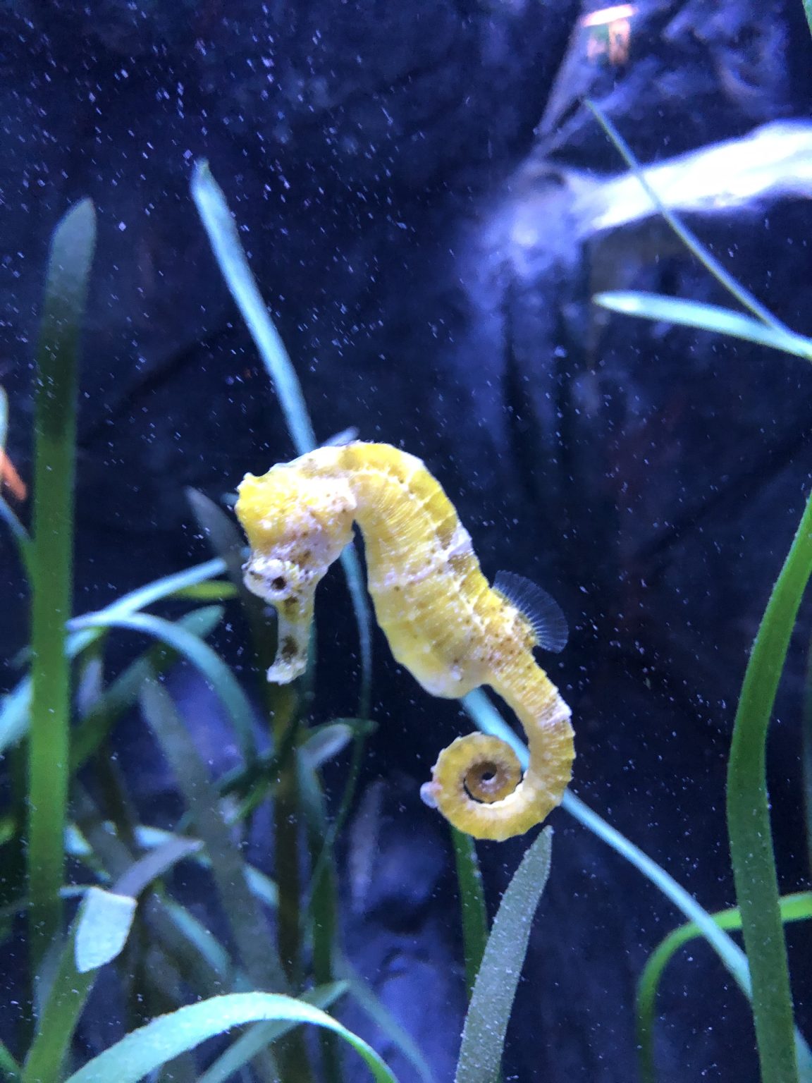 Haie, Rochen, Seepferdchen, Quallen & Co – Ein Ausflug ins „SEA LIFE ...